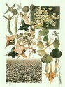 Flora of Iran in natural colors with text in English, Persian and ...